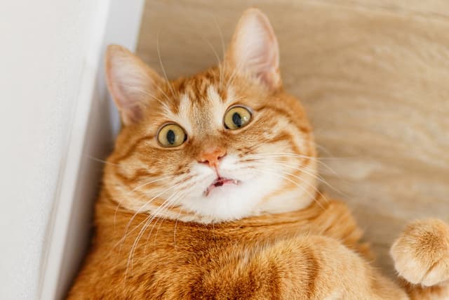 สีนี้นี่ได้แต่ใดมา...นักวิทย์รู้แล้วทำไมขนแมวเป็น ‘สีส้ม’